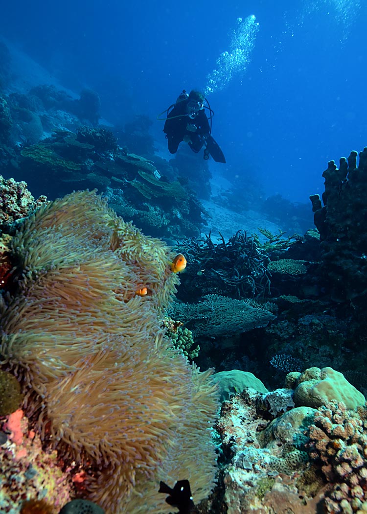 Savannah: The Rock Islands, Palau