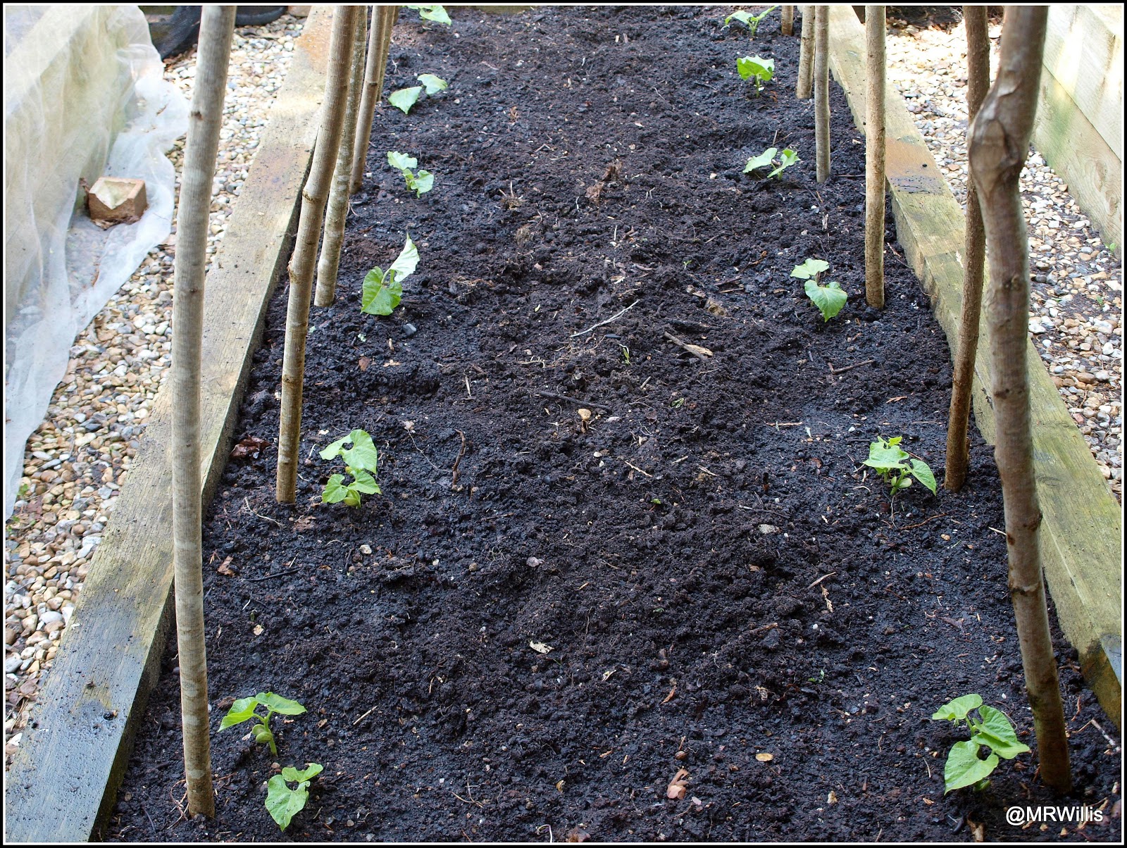 Mark's Veg Plot: Planting beans