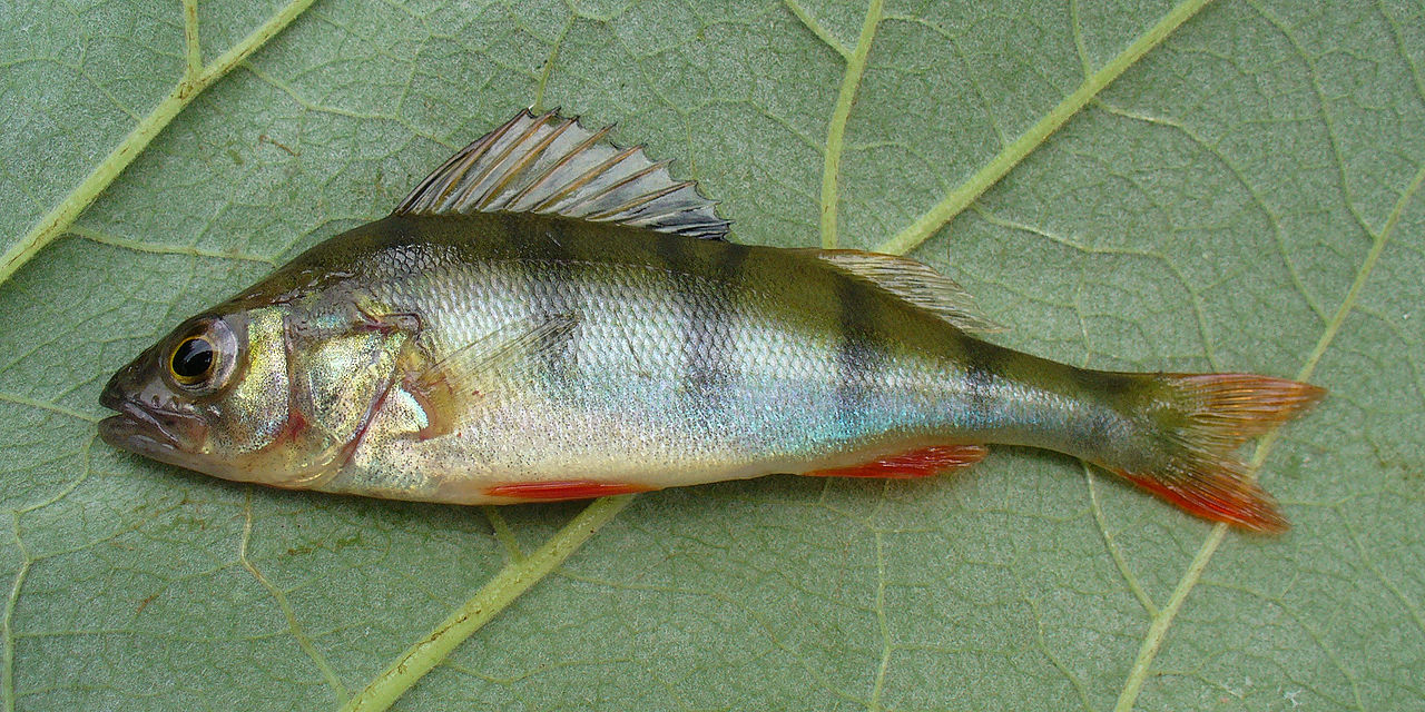 Artes de Pesca: ACTINOPTERYGII.