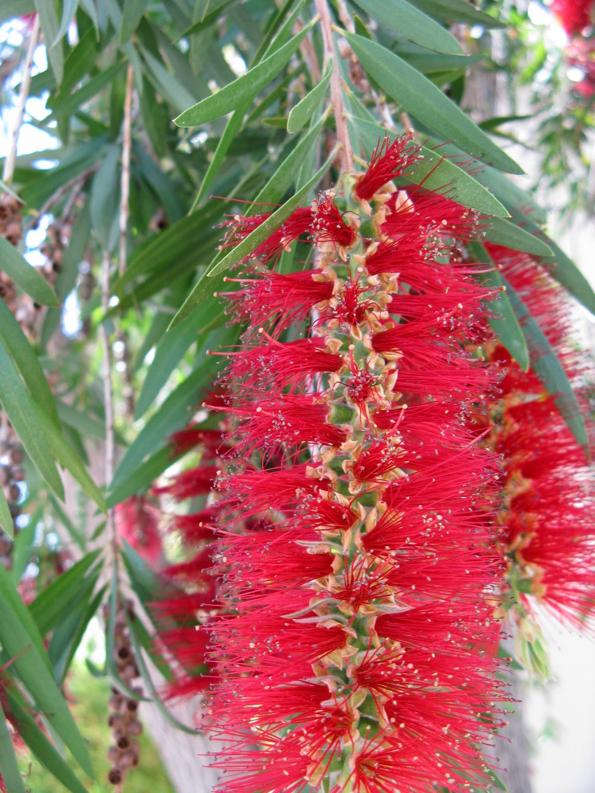 Trees of Santa Cruz County: Callistemon viminalis - Weeping Bottlebrush