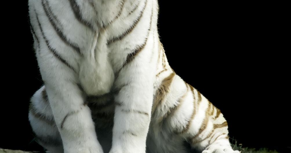 Abe's Animals: Types of different colored tigers