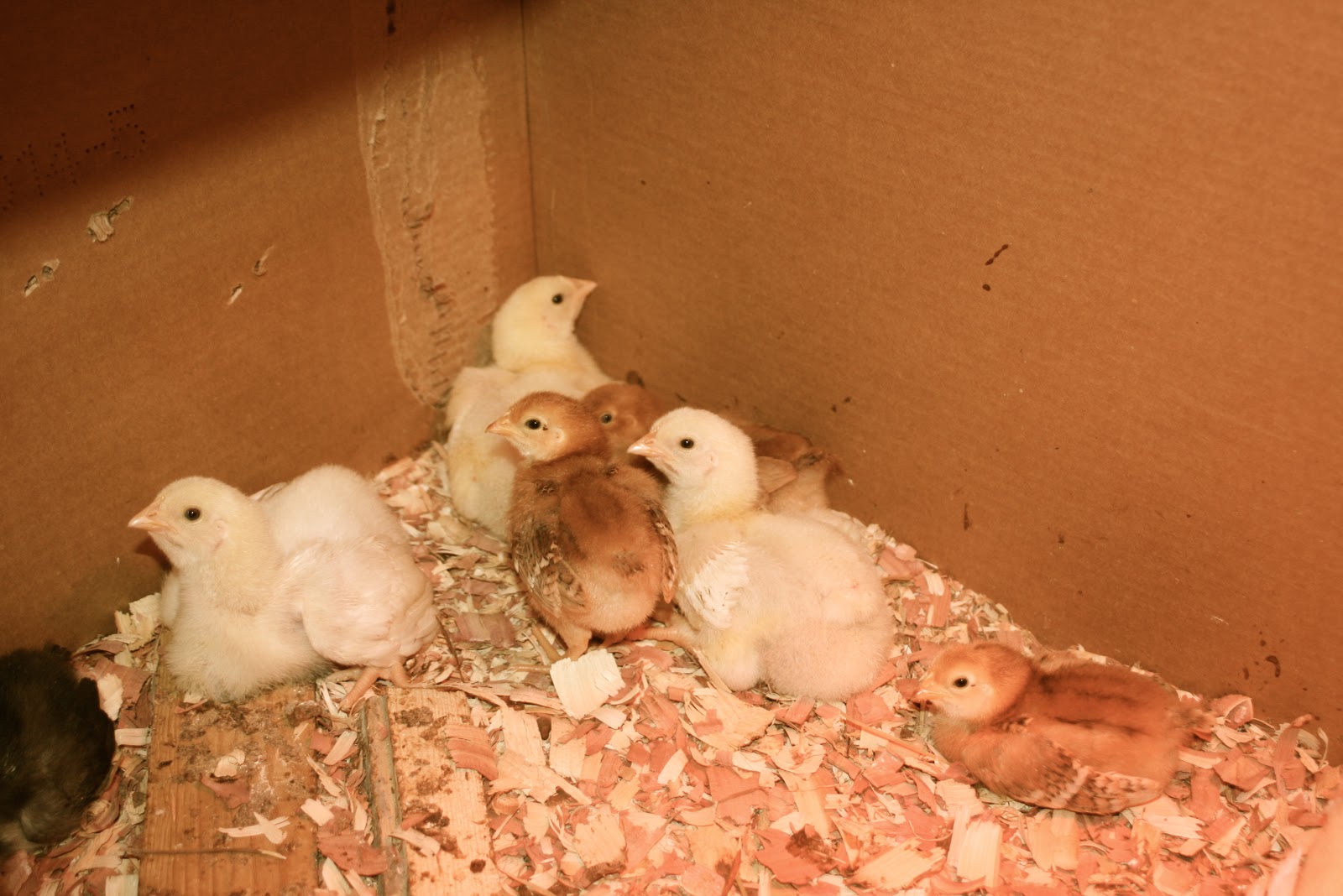 The Little Backyard Farm: Our new baby chicks arrived!