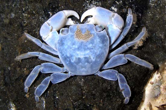 Catalogue of Organisms: The Grapsidae: From Sea to Shore