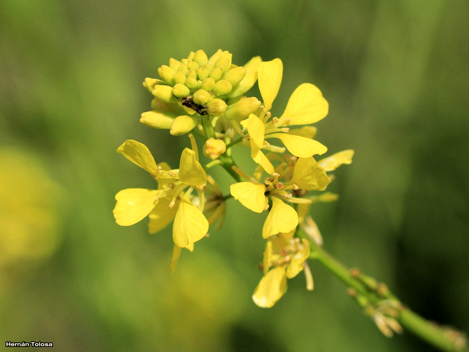 Flora Bonaerense: Mostacilla (Rapistrum rugosum)