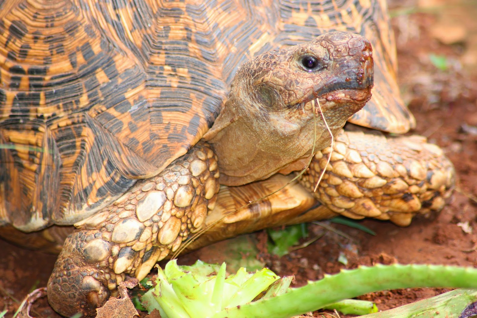Hedgie's Nature Journal : Leopard Tortoises