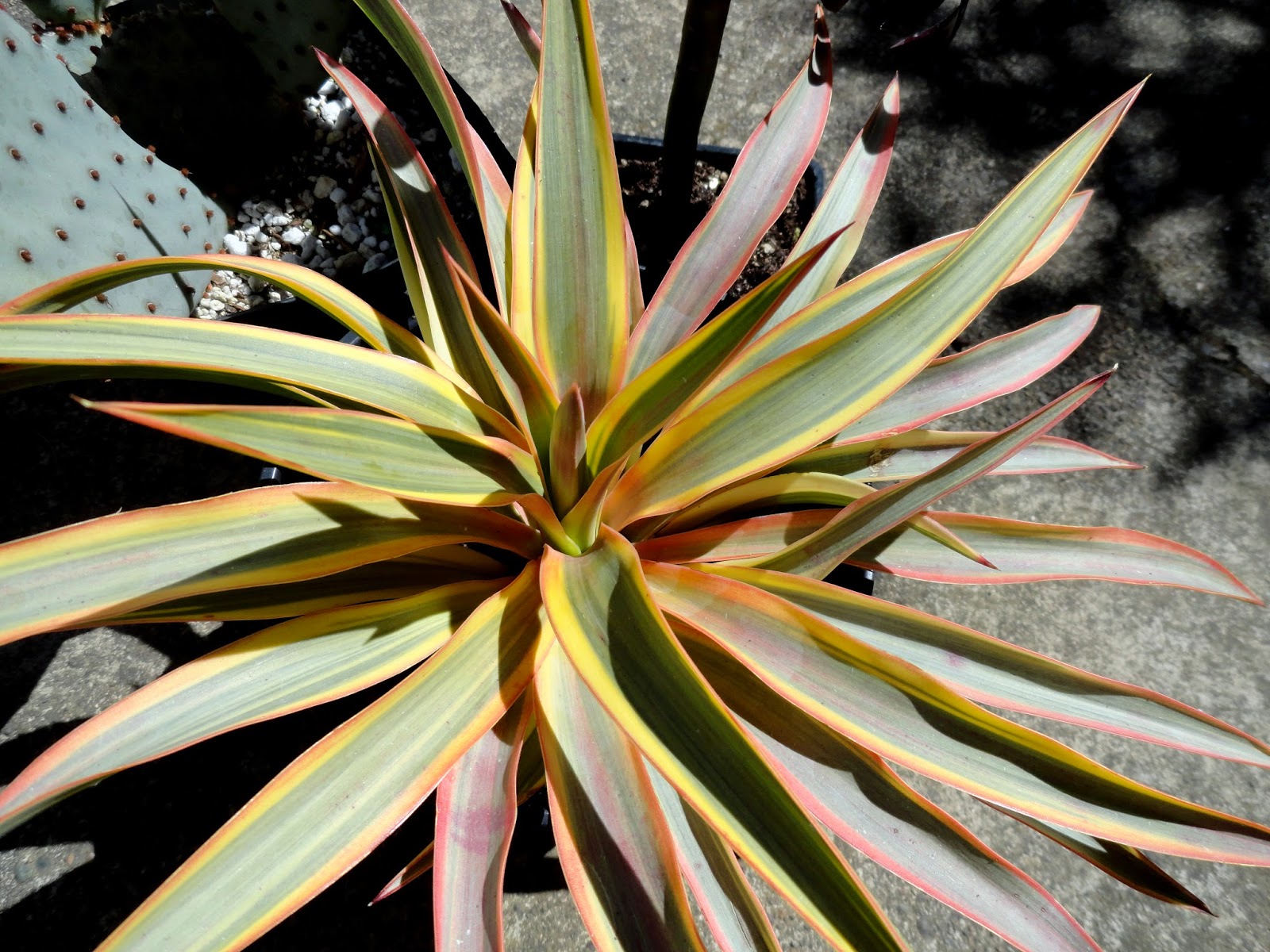 danger garden: Okay, you get one more chance...