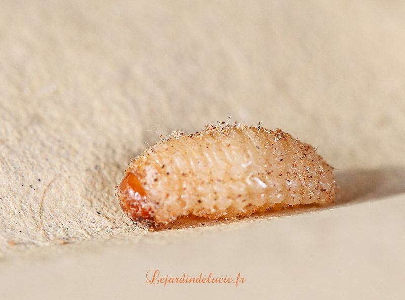 Curculio glandium, le charançon du chêne.