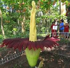 Terbaru 11+ Contoh Gambar Bunga Raflesia - Gambar Bunga Indah