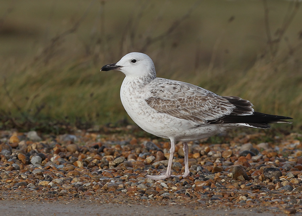 Richard Smith - Birdwatching Days Out: CASPIAN GULL, 1st winter and the ...