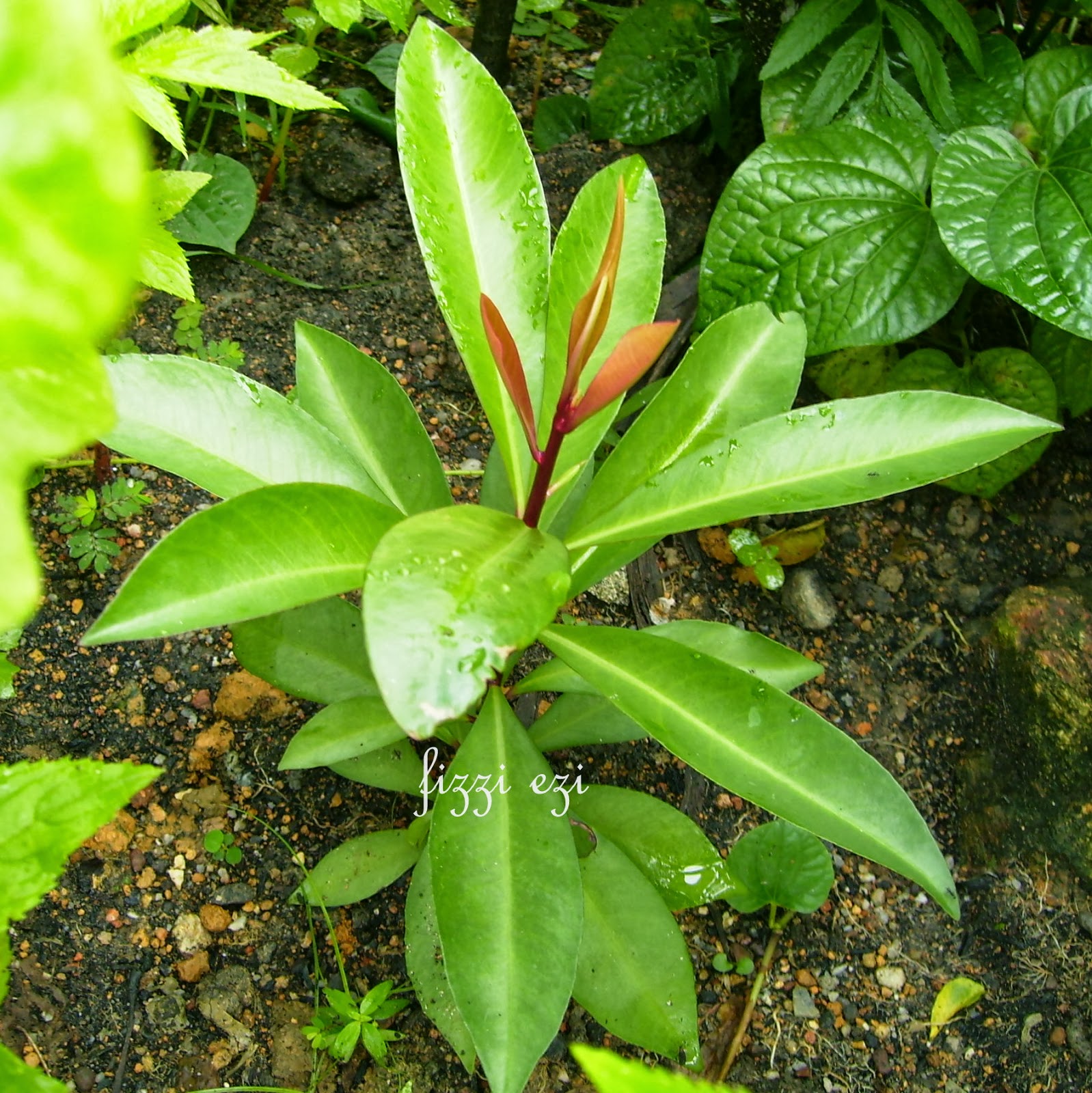 Flora Cintamu: Ulam Pucuk Merah..