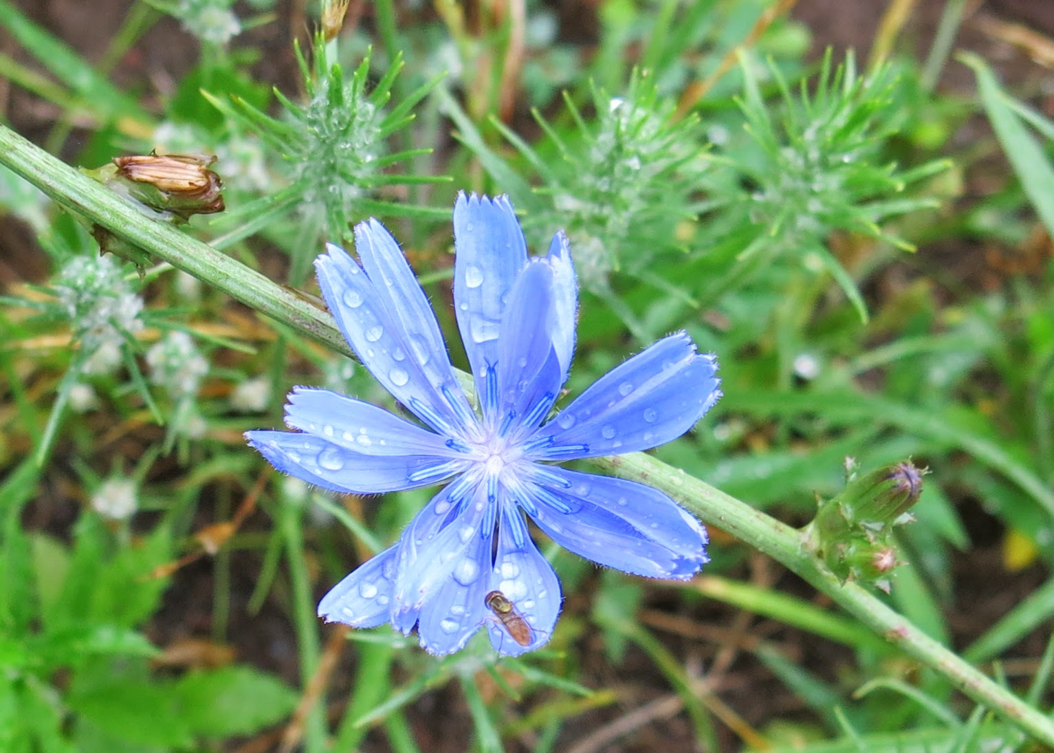 ifthethunderdontgetya™³²®©: Chicory and Great Blue Heron