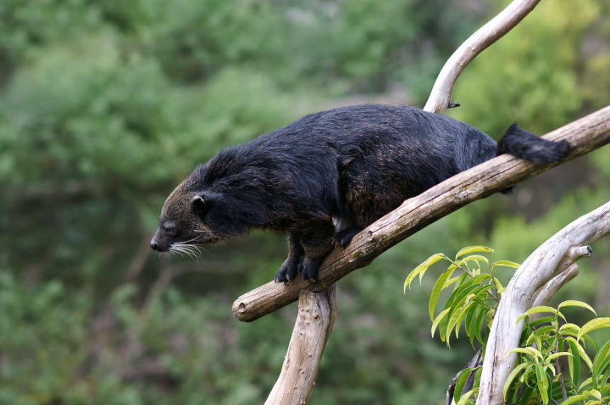 Binturong | The Biggest Animals Kingdom