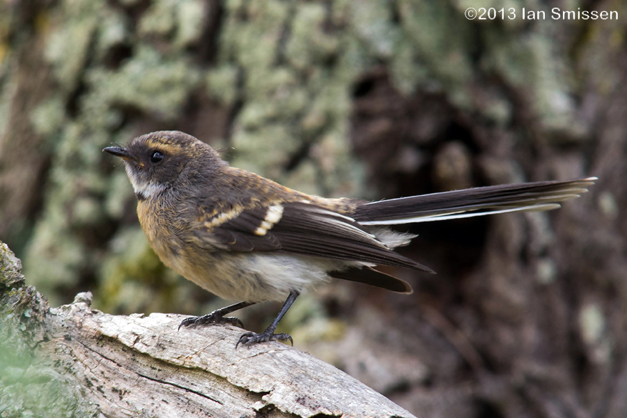 A passion for birds...: Oswin Roberts Reserve: Fairy-wrens and Fantails