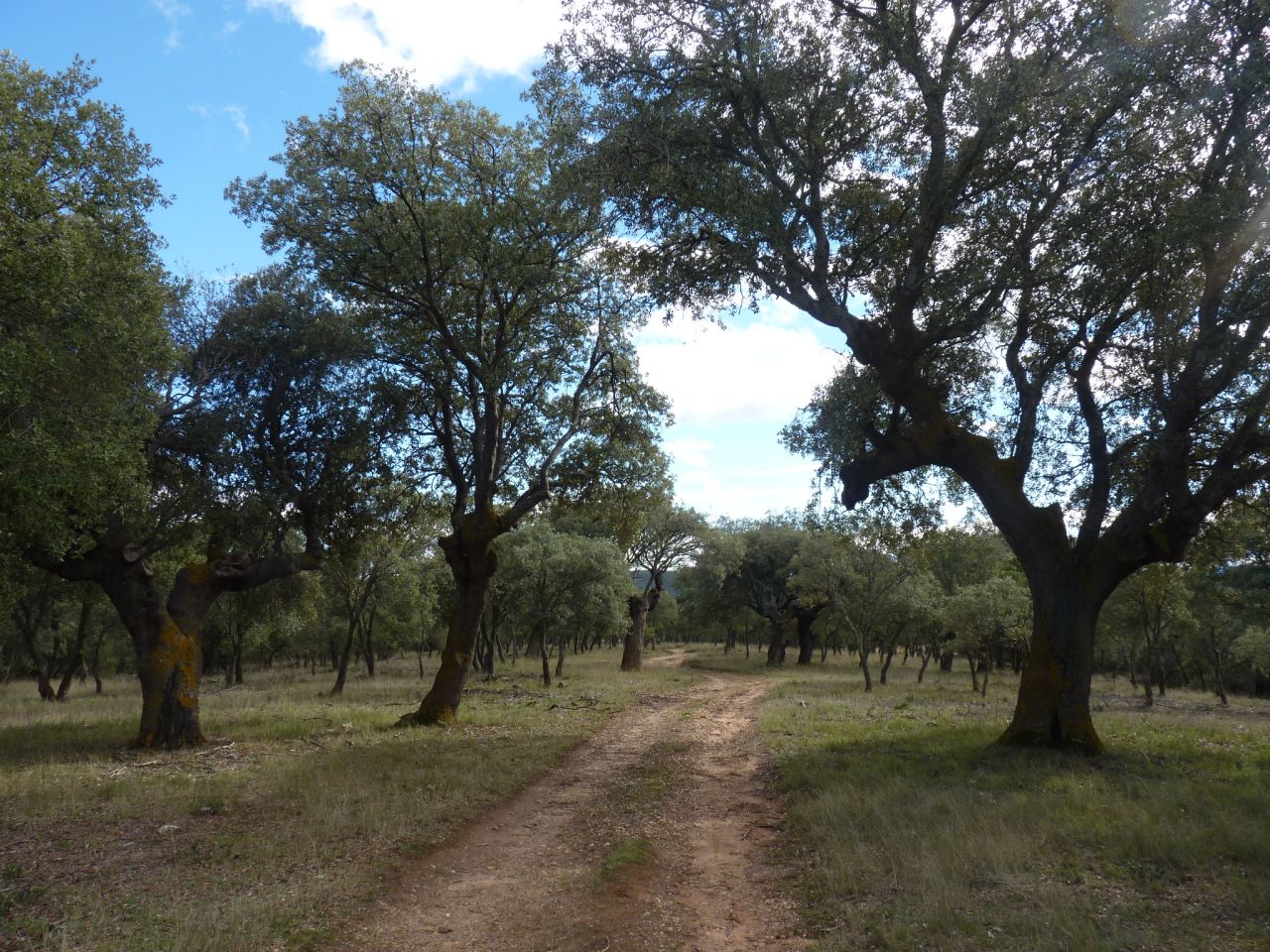 El blog de Zaisev: El encinar de Villarroya