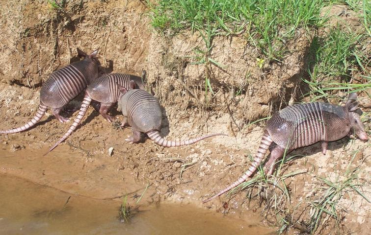 Variety of Life: Dasypodidae