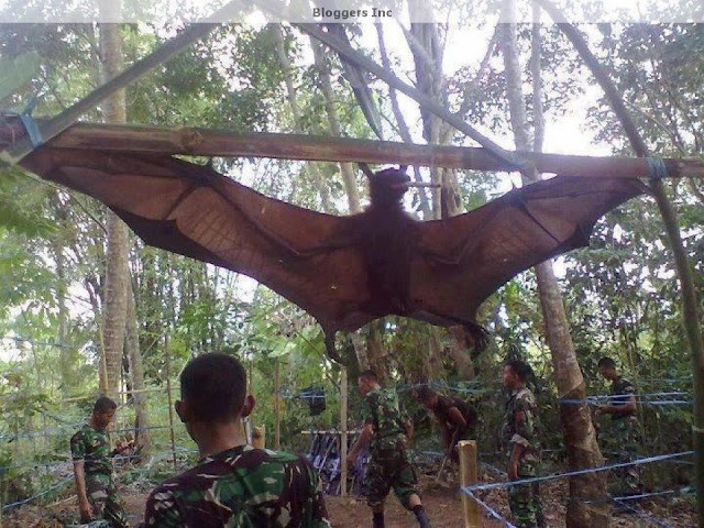 Giant Bat Found In Peru - Cryptozoology, Myths and Legends ...