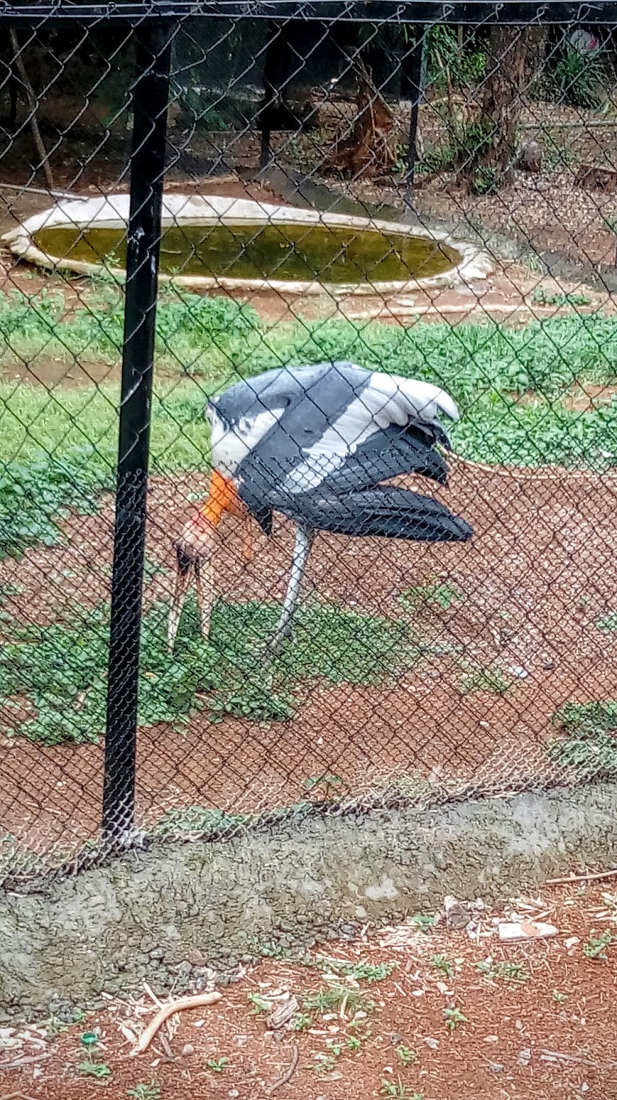ARIGNAR ANNA ZOOLOGICAL PARK(VANDALUR ZOO ),CHENNAI