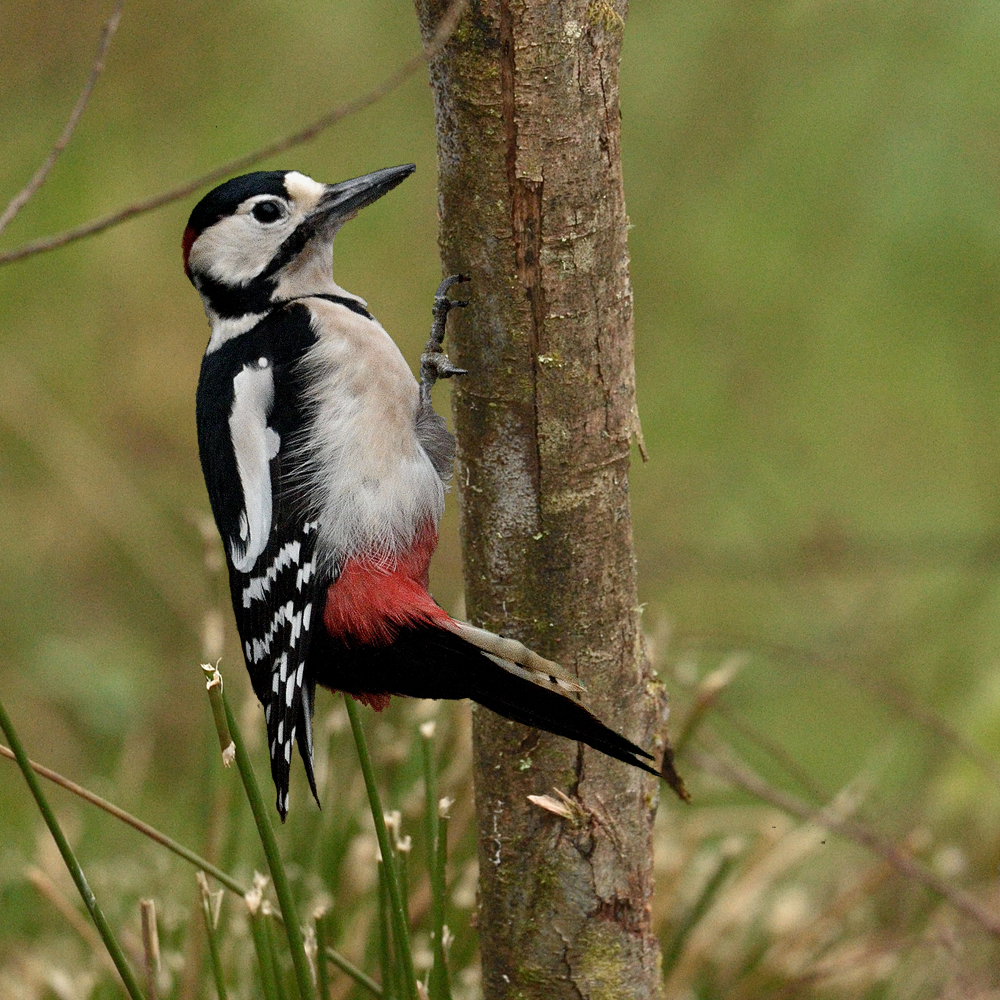 Alan James Photography : Stithians Reservoir,