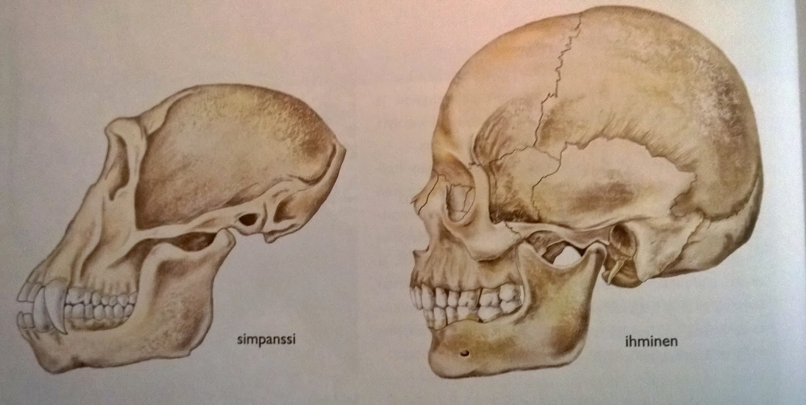 Kurssi 4, ihmisen biologia: Kappale 1, Ihminen on hyvin sopeutuva laji