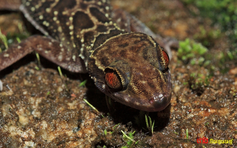 Species New to Science: [Herpetology • 2002] Cyrtodactylus ...