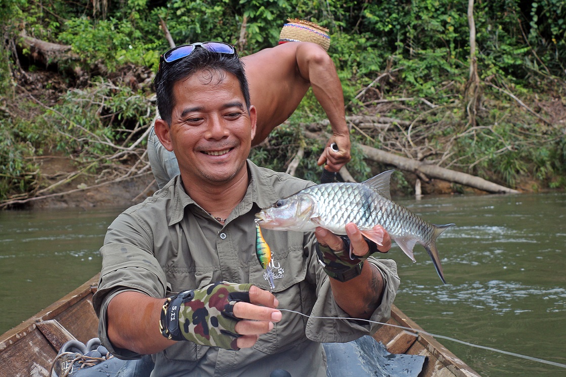 Hampala (Rungan / Hampala macrolepidota)