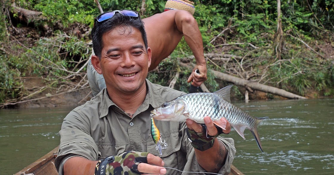 Hampala (Rungan / Hampala macrolepidota)