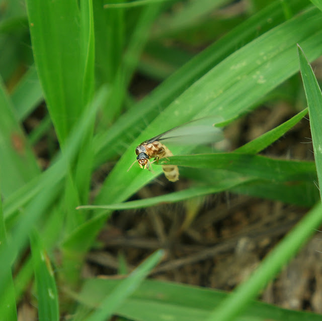ePhoto-eZulwini: Fliegende Ameisen - INHLWA