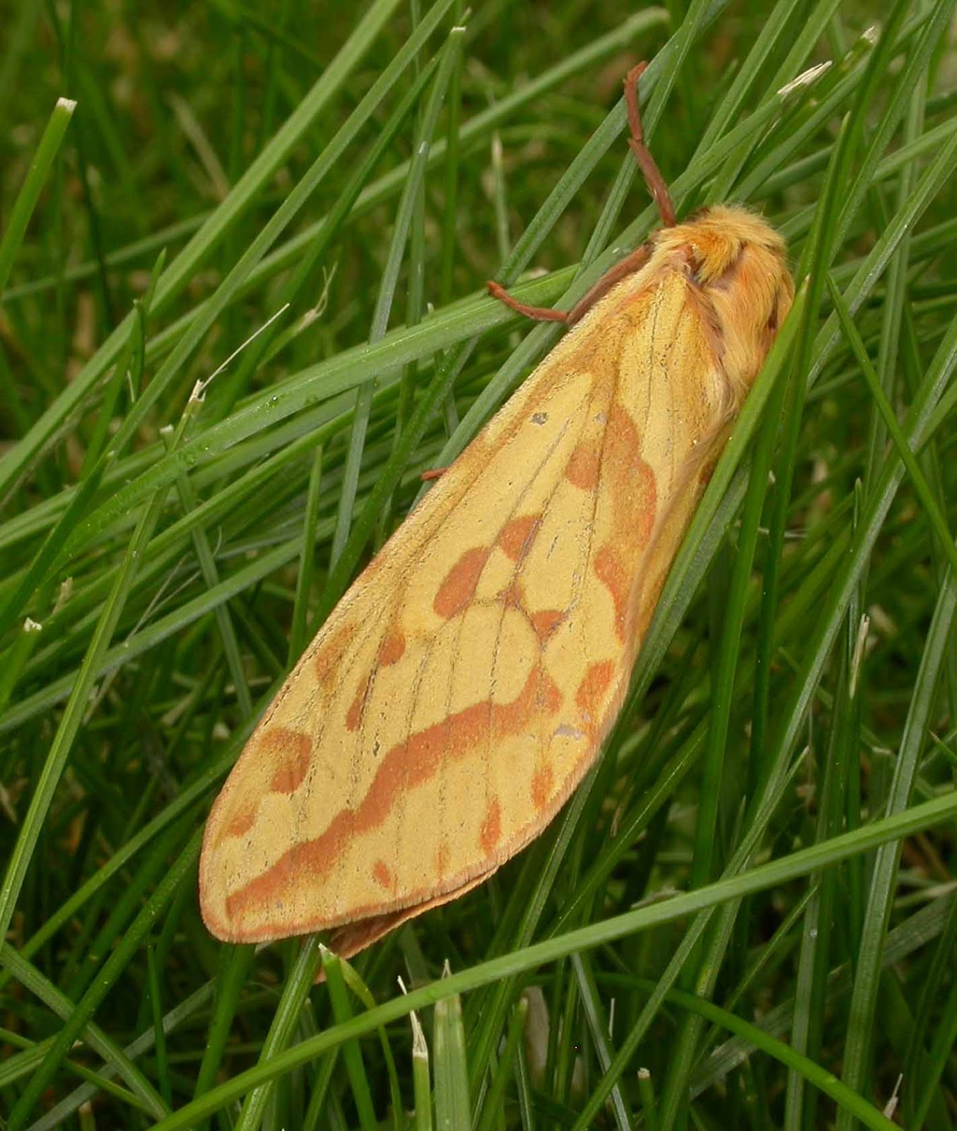 Ghost Moth - female