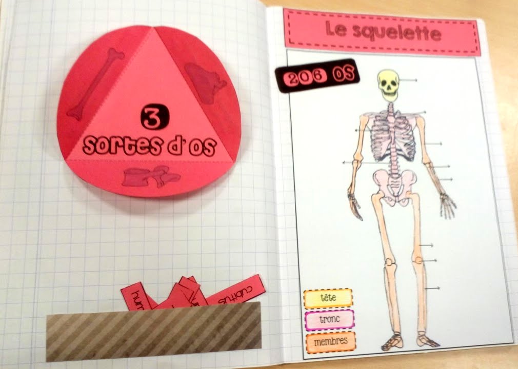 La classe de Laura: Le squelette, les muscles et les articulations