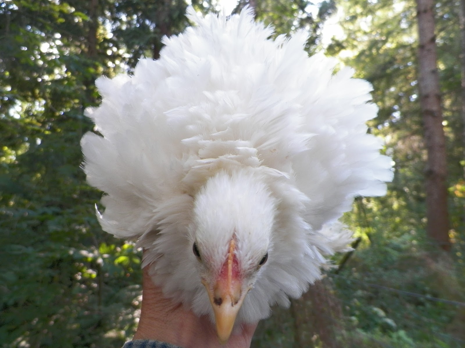 From Cedar Pond to Laughing Dove Farm : The Trouble With Tribbles..