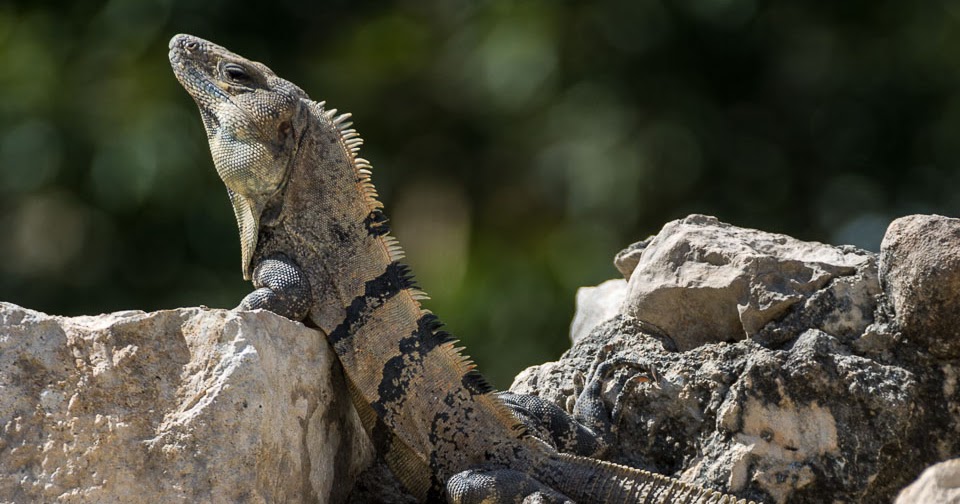 ¿Cuál uso se le da al tolok?