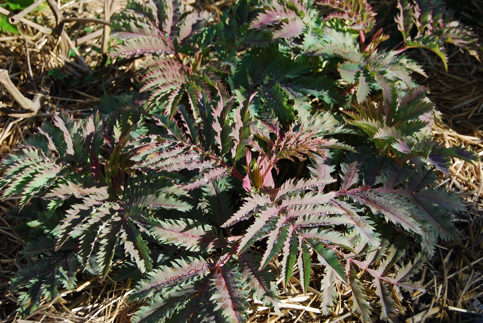 non-secateur: Cool plants: Melianthus 'Purple Haze'