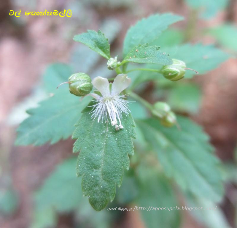 වල් කොත්තමල්ලි [Wal Kottamalli] (Scoparia dulcis) ~ අපේ ඔසුපැළ ...