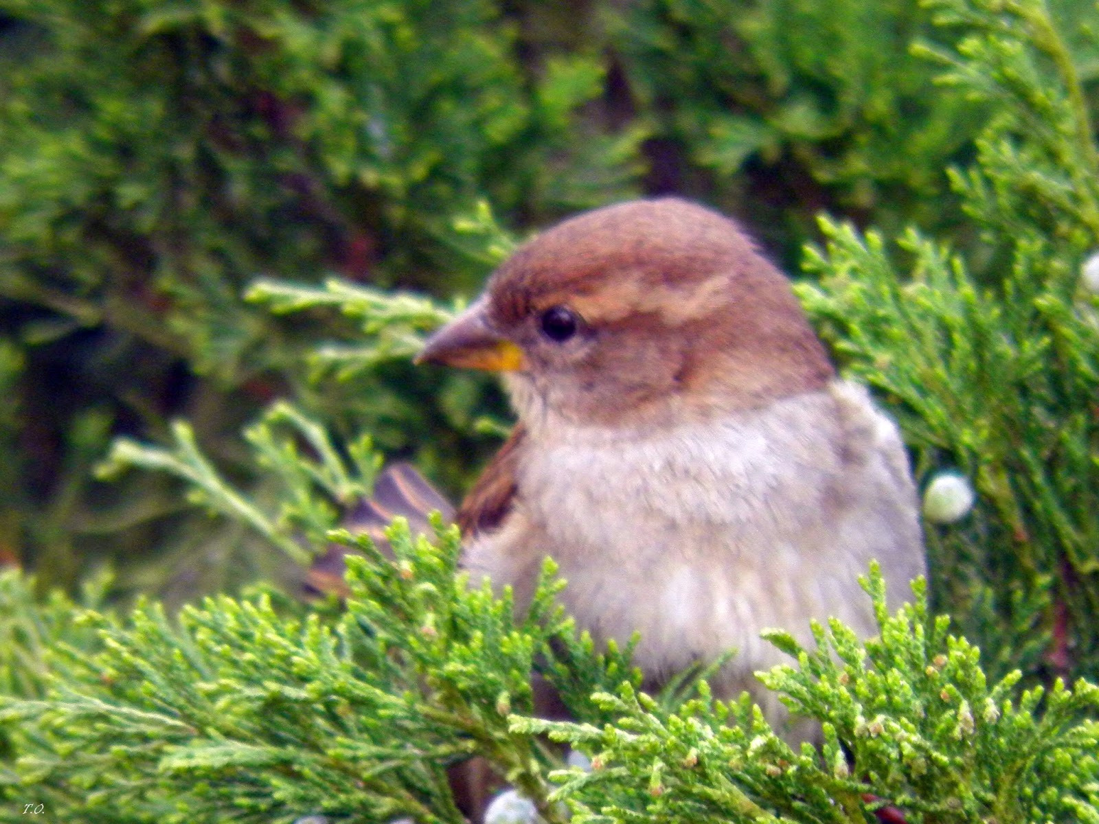 PASARI DIN ROMANIA: VRABIA DE CASA, Passer domesticus