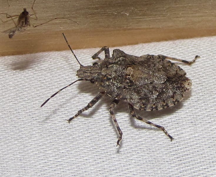 Bug Eric: Rough Stink Bugs