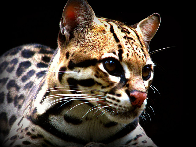 The Ocelot – Really Back From the Brink? | The Ark In Space