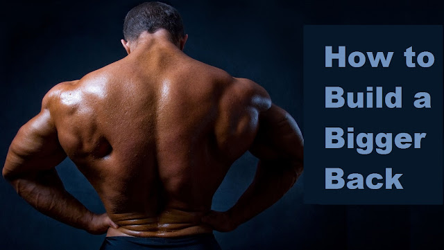 Muscle Palace: The 6 Best Muscle-Building Back Exercises
