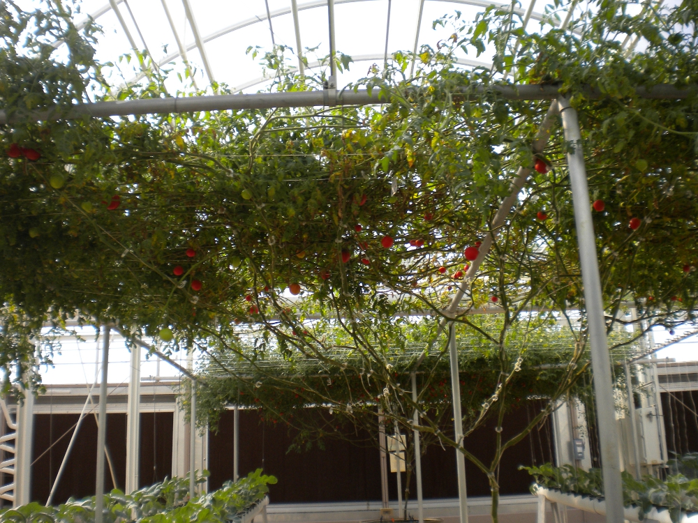 Del's Shells: The Greenhouse at Epcot