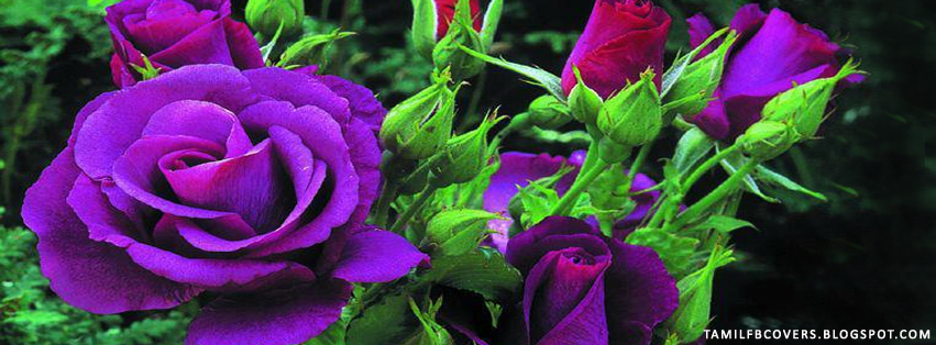 My India FB Covers: Purple rose - Flower FB Cover