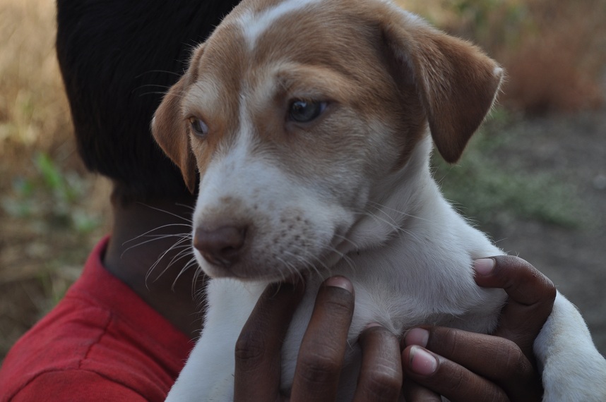 Where Strays Hang Out: Up For Adoption