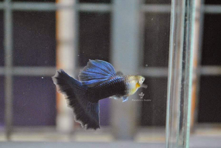 Jenis Guppy Yang Ada di Indonesia | Hewan Indonesia dan Jual Beli