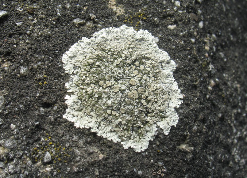 Naturalnie: Misecznica murowa