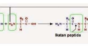 Peptida dan Peptidomimetik