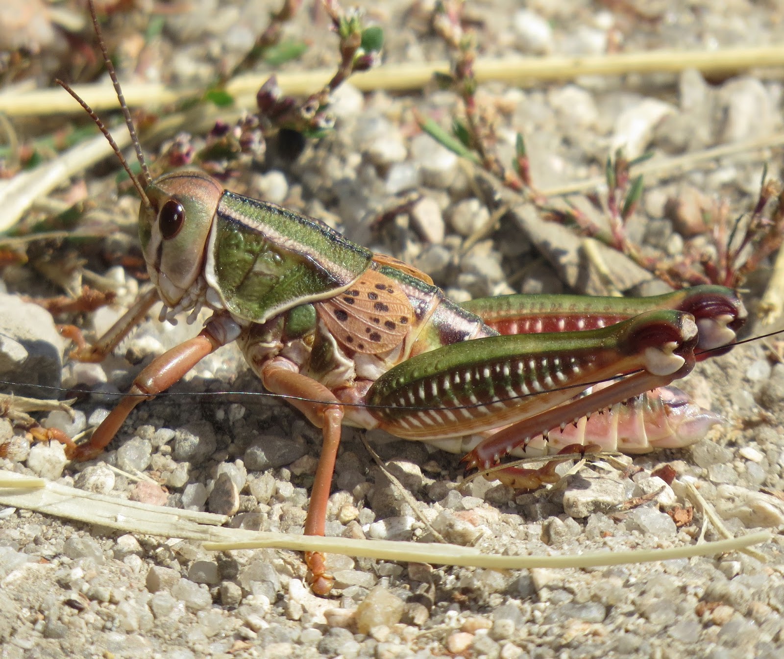 Bug Eric: The Grasshopper Hunt