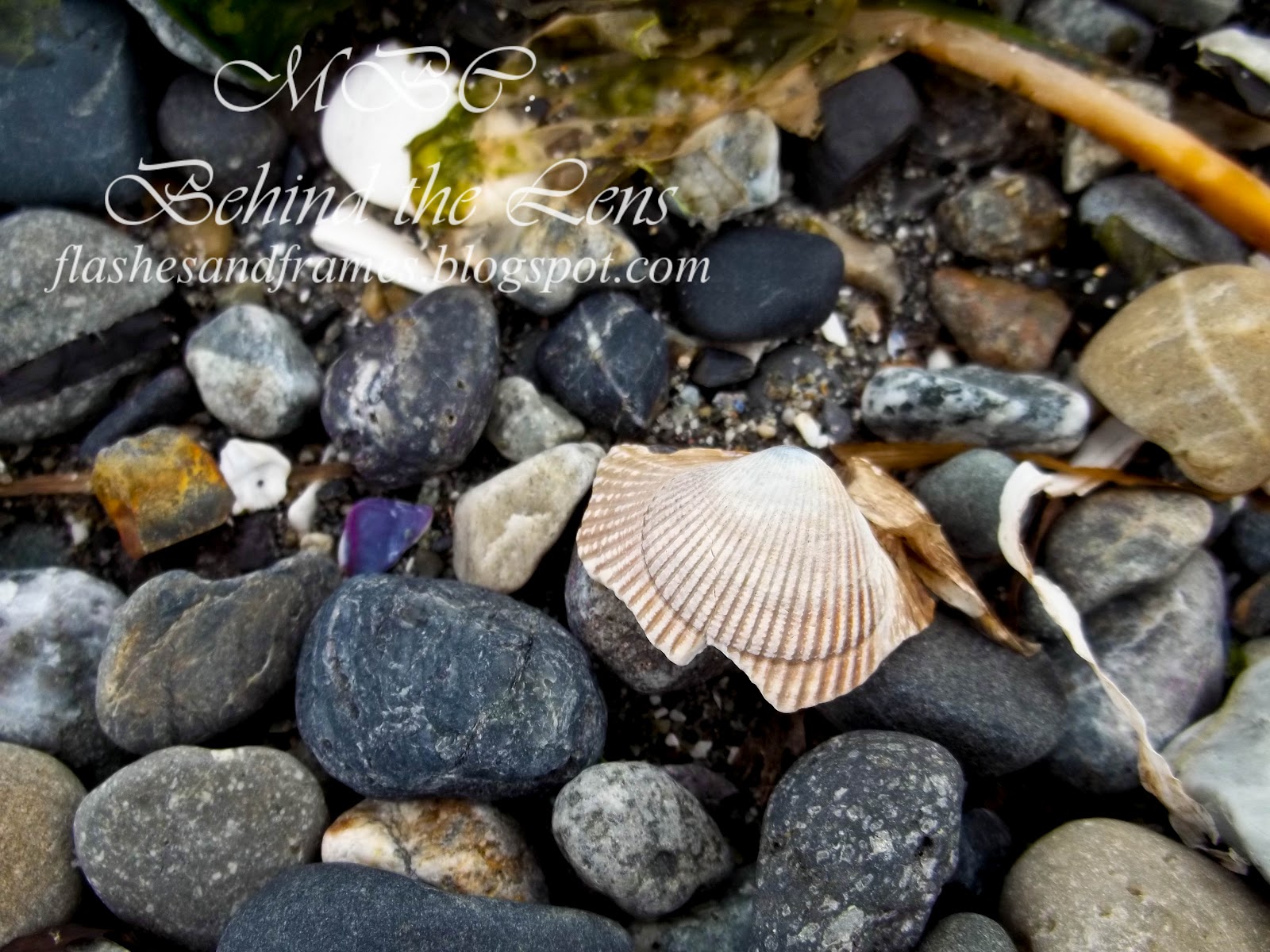 mbc photography: Sea Shells By The Bay Shore...