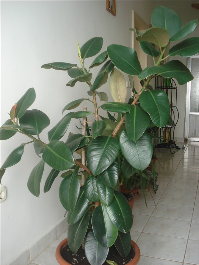 .: Fikus -nega i razmnozavanje