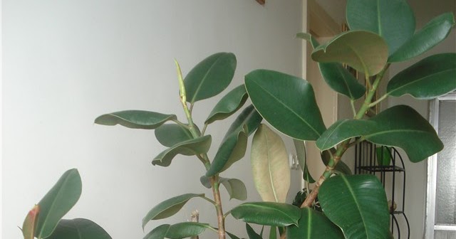 Brzireceptiisaveti.blogspot.com: Fikus -nega i razmnozavanje