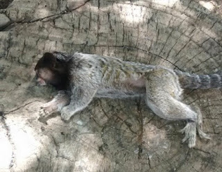 IPUPIARA: MACACO (NICO/SOIN) É ENCONTRADO MORTO PRÓXIMO A UMBAÚBA | O ...