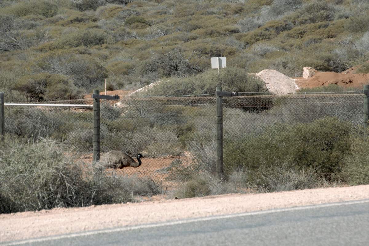 Bushranger: Shark Bay coastlines