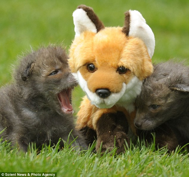 White Wolf : Abandoned Baby Foxes Adopt Cuddly Toy As Their Surrogate ...